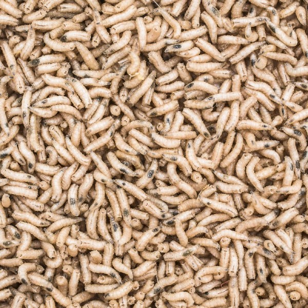 Comprar larvas vivas de mosca - mosca verde phaenicia sericata ...