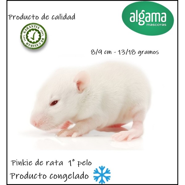 Comprar Pinky de rata de primer pelo | Animales exóticos | Mascotas Algama