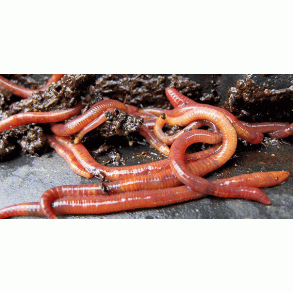 Comprar lombriz roja de California |- Eisenia fetida| lombriz ...