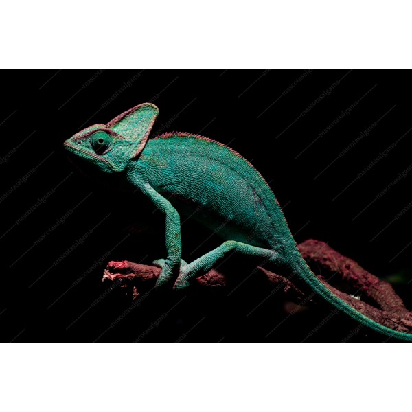 Comprar Camaleón del Yemen azul - Chamaeleo Calyptratus Blue | Animales ...