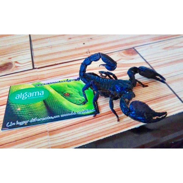 Comprar Pandinus Viatoris | Escorpión Emperador de Mozambique