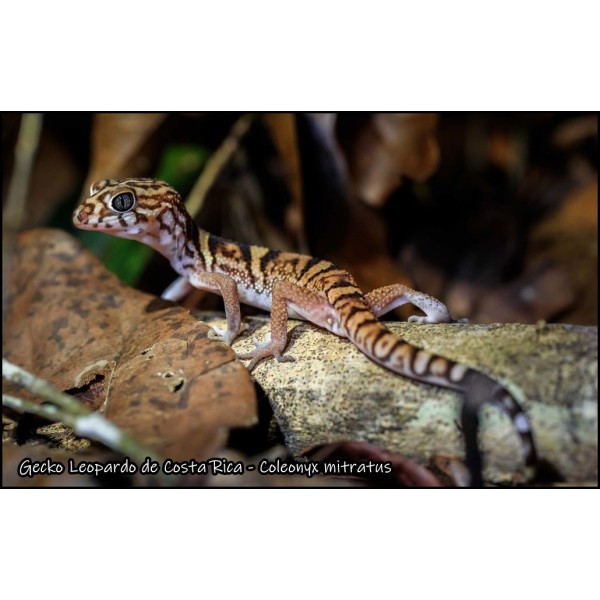 Comprar Gecko Leopardo de Costa Rica - Coleonyx mitratus | Animales ...