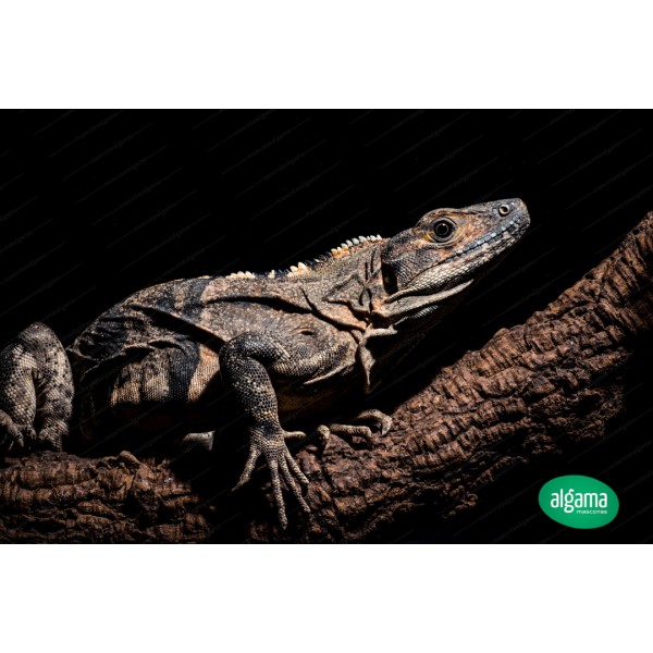 Comprar Iguana gigante rayada - Ctenosaura similis | Animales exóticos ...