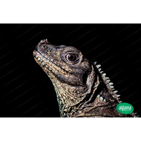 Comprar Dragón Velado - Hydrosaurus Celebensis | Animales exóticos ...
