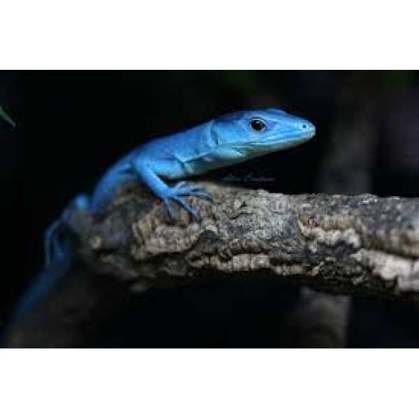 Comprar lagarto Gastropholis prasina| Animales exóticos | Mascotas Algama