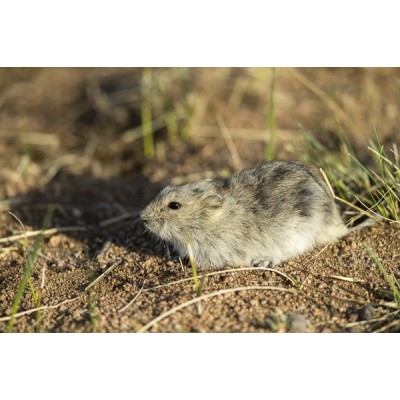 Comprar ardilla / Mascotas Algama / Animales exóticos