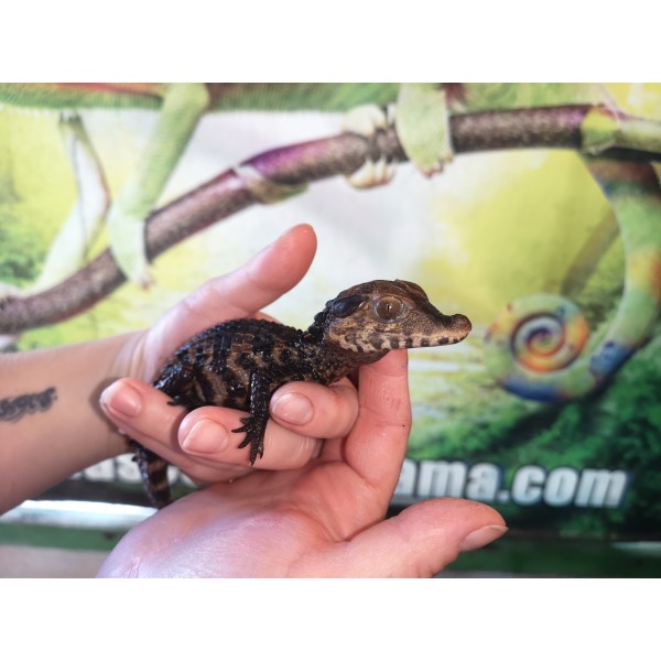 Comprar Caimán Enano - Paleosuchus palpebrosus | Animales exóticos ...