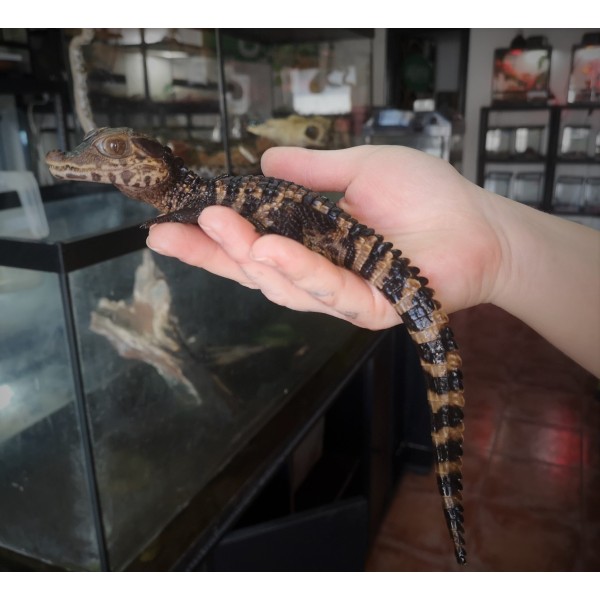 Comprar Caimán Enano - Paleosuchus palpebrosus | Animales exóticos ...