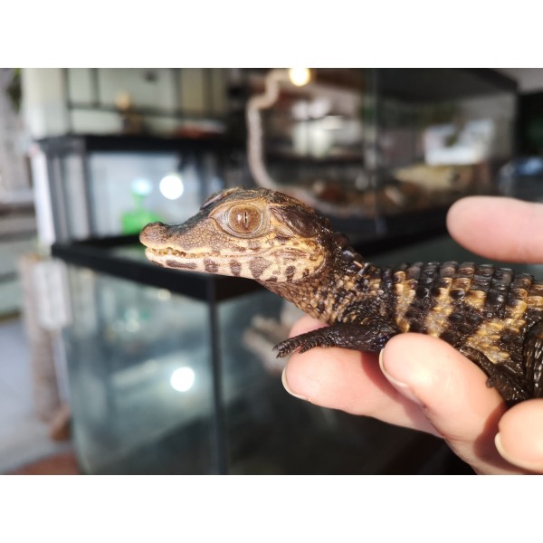 Comprar Caimán Enano - Paleosuchus palpebrosus | Animales exóticos ...