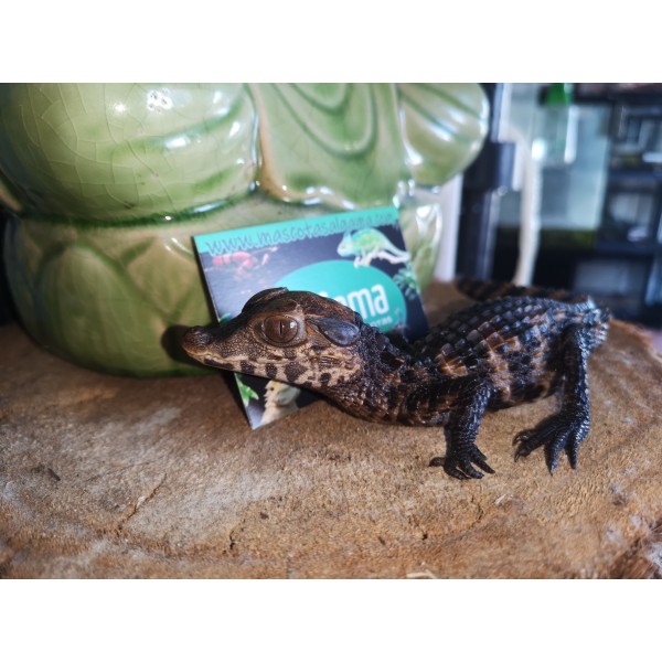 Comprar Caimán Enano - Paleosuchus palpebrosus | Animales exóticos ...