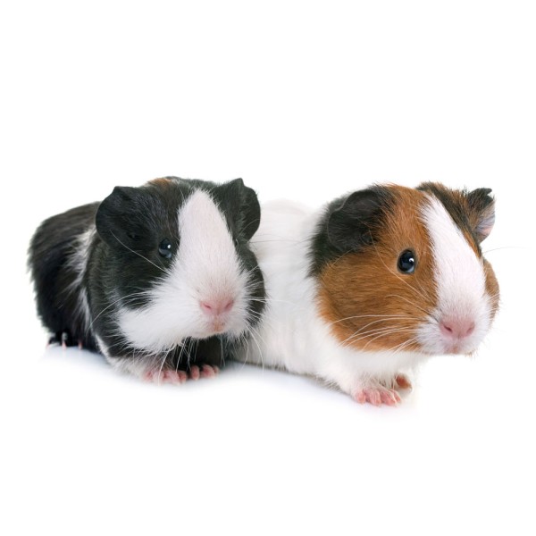 Comprar Cobayas | Animales exóticos | Mascotas Algama