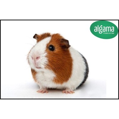 Comprar Cobayas | Animales exóticos | Mascotas Algama