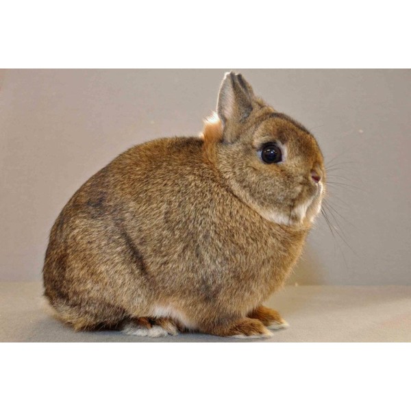 Comprar Conejo enano holandés | Venta de conejos | Mascotas Algama