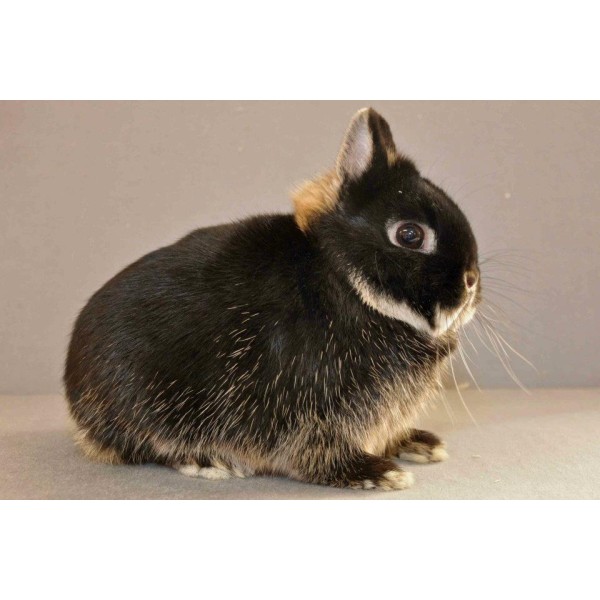 Comprar Conejo enano holandés | Venta de conejos | Mascotas Algama