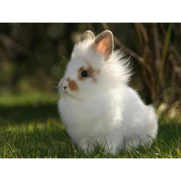 Conejo De Angora Enano 20 Razas De Conejos Y Sus Características