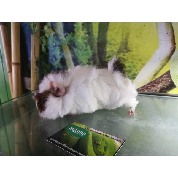 Comprar Cobaya peruana abisina | Animales exóticos | Mascotas Algama