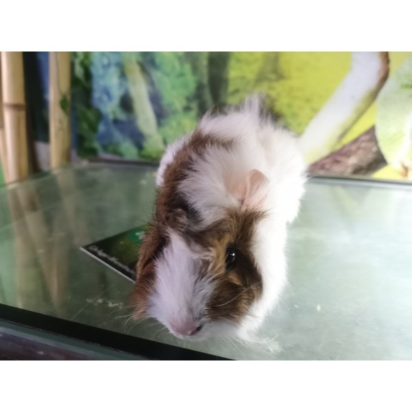 Comprar Cobaya peruana abisina | Animales exóticos | Mascotas Algama