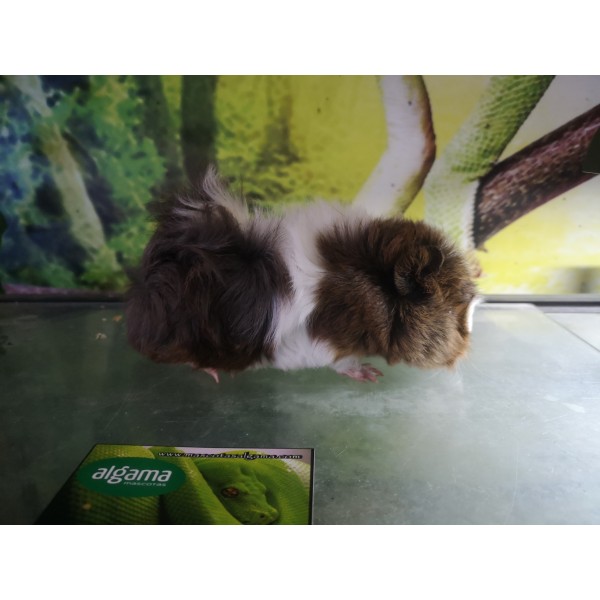 Comprar Cobaya peruana abisina | Animales exóticos | Mascotas Algama