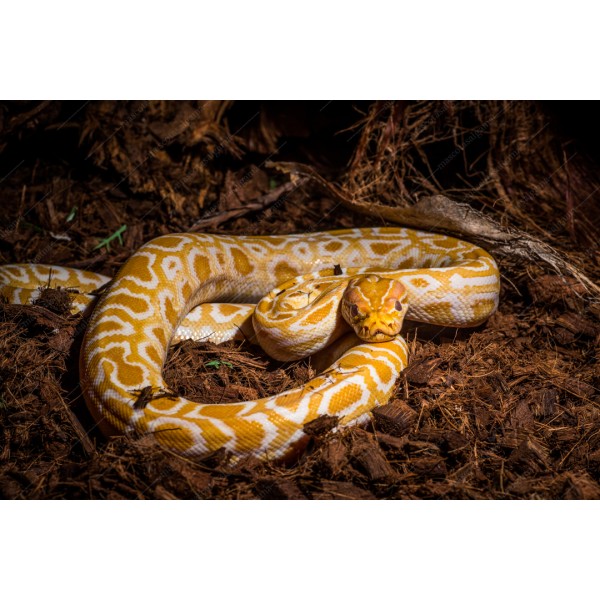 Venta de Pitón Molurus Albina baby