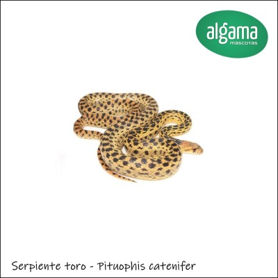 Serpiente toro - Pituophis catenifer