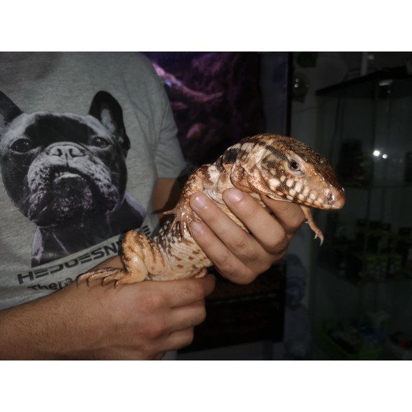 Comprar Tegu Argentino rojo - Tupinambis Rufescens