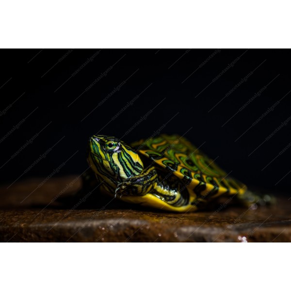 Comprar Tortuga Pavo Real - Trachemys Venusta | Animales exóticos ...