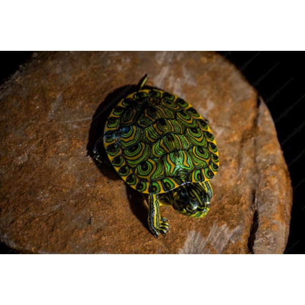 Comprar Tortuga Pavo Real - Trachemys Venusta | Animales exóticos ...