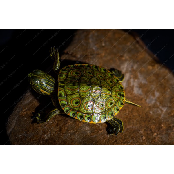 Comprar Tortuga Pavo Real - Trachemys Venusta | Animales exóticos ...