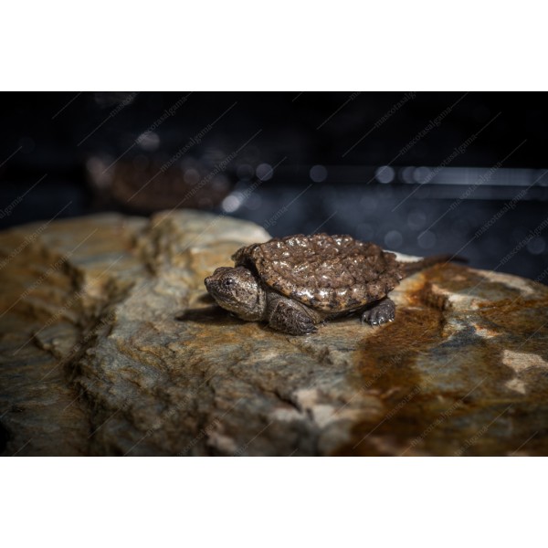 Comprar tortuga mordedora | Animales exóticos | Mascotas Algama