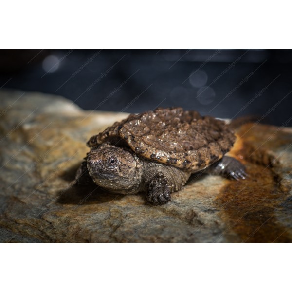 Comprar tortuga mordedora | Animales exóticos | Mascotas Algama