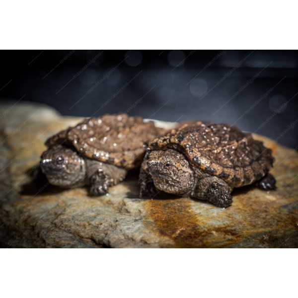 Comprar tortuga mordedora | Animales exóticos | Mascotas Algama
