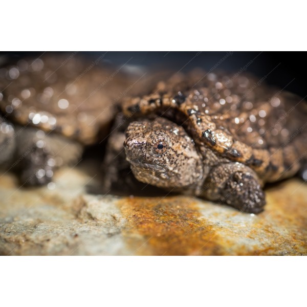 Comprar tortuga mordedora | Animales exóticos | Mascotas Algama