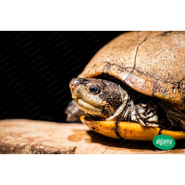 comprar Tortuga de Fango - Kinosternon Leucostomum