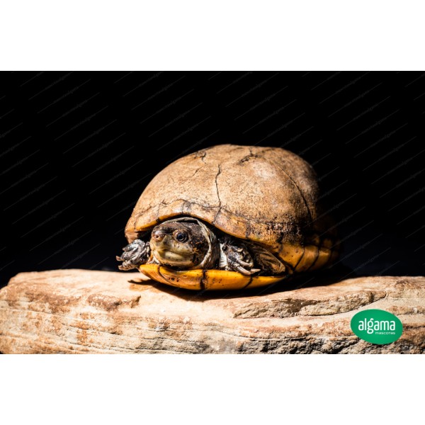 comprar Tortuga de Fango - Kinosternon Leucostomum