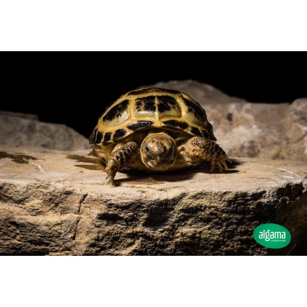 Comprar tortuga rusa | Animales exóticos | Mascotas Algama