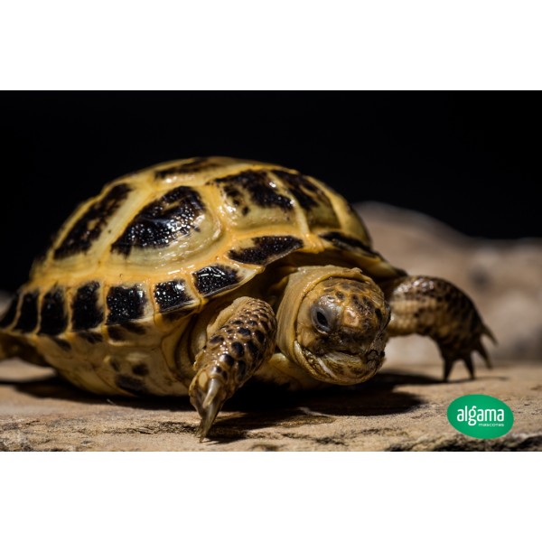 Comprar tortuga rusa | Animales exóticos | Mascotas Algama