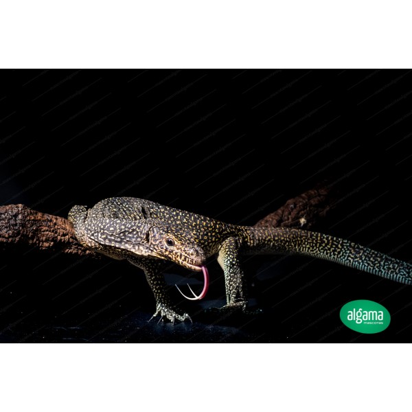 Comprar Varanus Doreanus - Monitor de cola azul | Comprar Varano ...