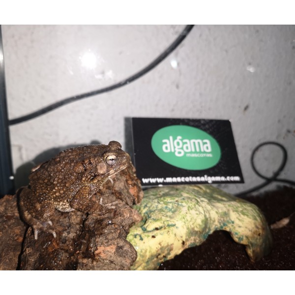 Comprar Bufo Regularis | Sapo Regularis | Animales exóticos | Mascotas ...