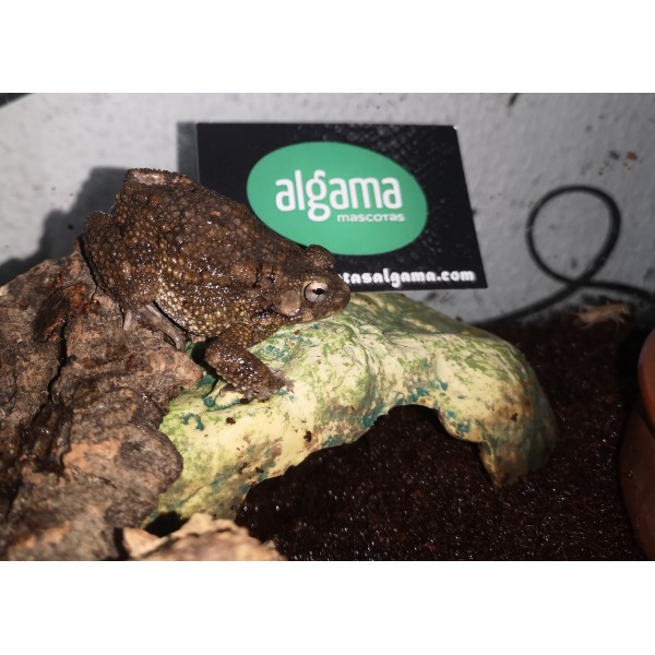 Comprar Bufo Regularis | Sapo Regularis | Animales exóticos | Mascotas ...