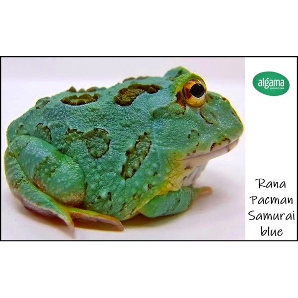 Comprar Rana Pacman Samurai Blue | Animales exóticos | Mascotas Algama