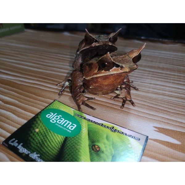 Comprar Rana Hoja Malaya - Megophrys Nasuta | Animales exóticos ...