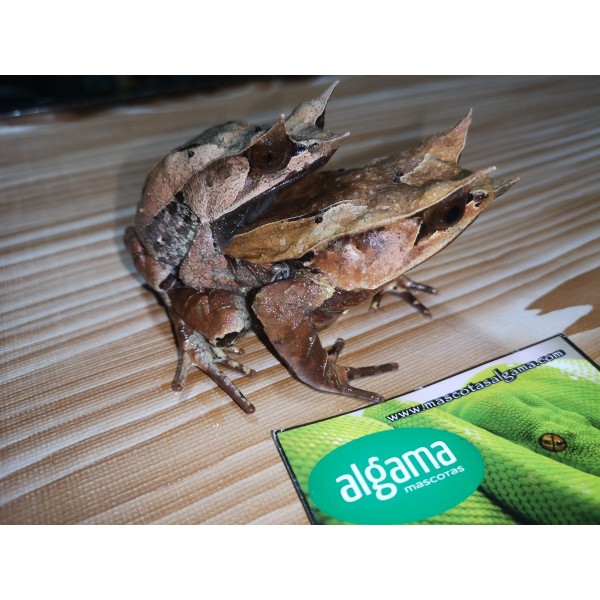 Comprar Rana Hoja Malaya - Megophrys Nasuta | Animales exóticos ...