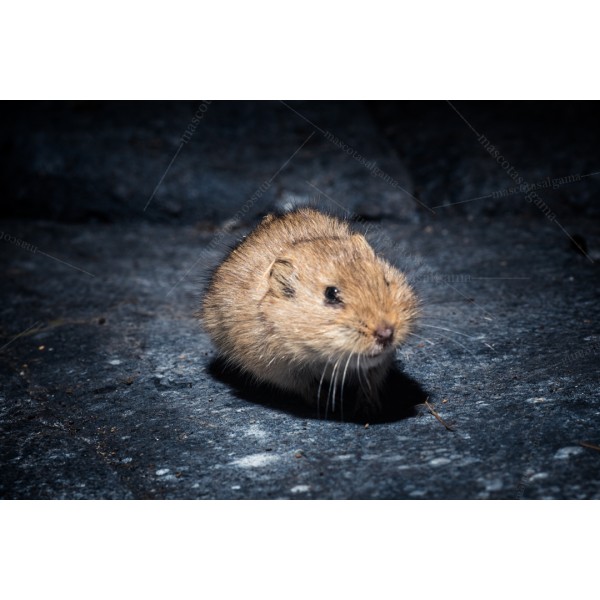 Comprar ardilla / Mascotas Algama / Animales exóticos