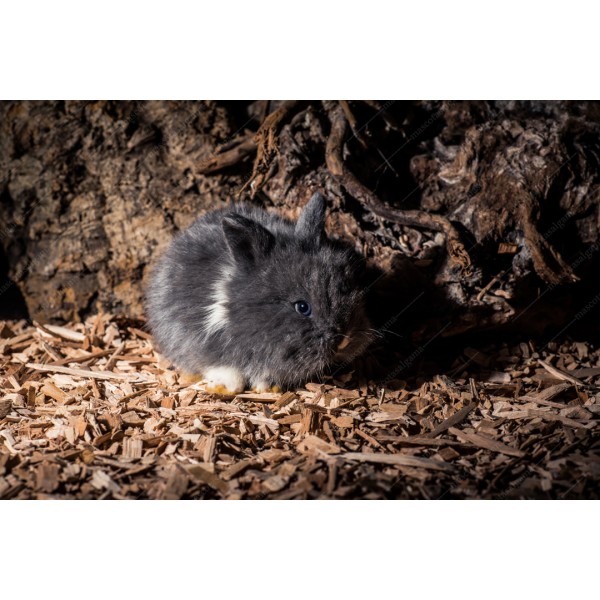 Comprar conejos enanos Online | Conejo enano toy | Animales exóticos ...