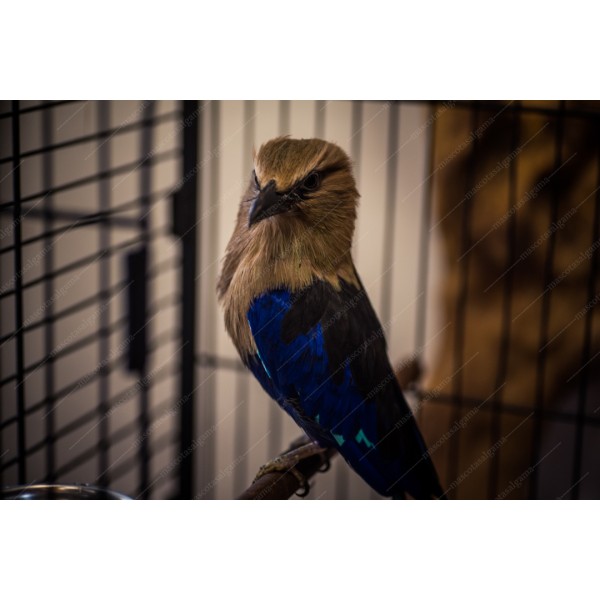Comprar carraca blanquiazul| Animales exóticos | Mascotas Algama