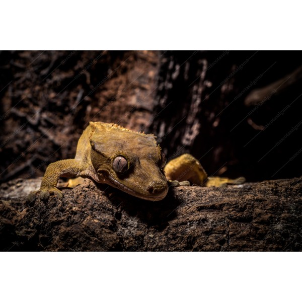 Comprar Gecko crestado - Correlophus ciliatus (Macho) | Animales ...