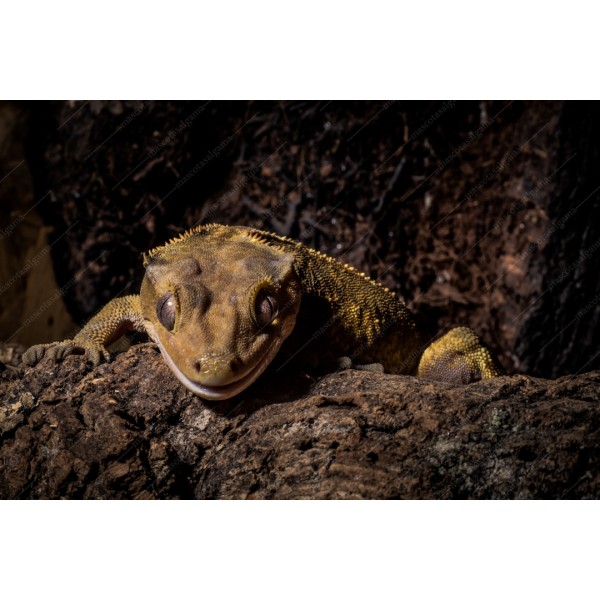 Comprar Gecko Crestado - Correlophus ciliatus / Mascotas Algama ...