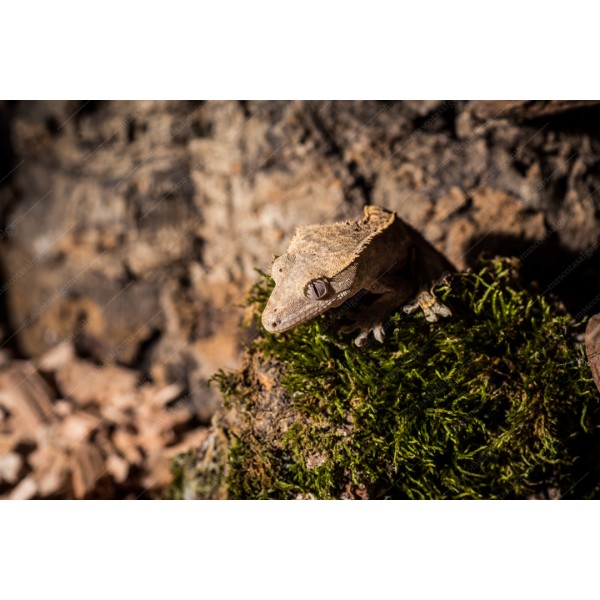 Comprar Gecko Crestado - Correlophus ciliatus / Mascotas Algama ...