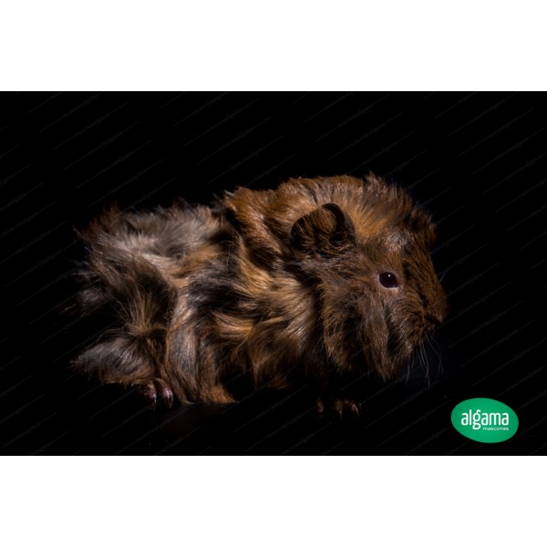 Comprar Cobaya peruana abisina | Animales exóticos | Mascotas Algama
