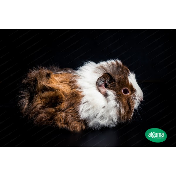 Comprar Cobaya peruana abisina | Animales exóticos | Mascotas Algama